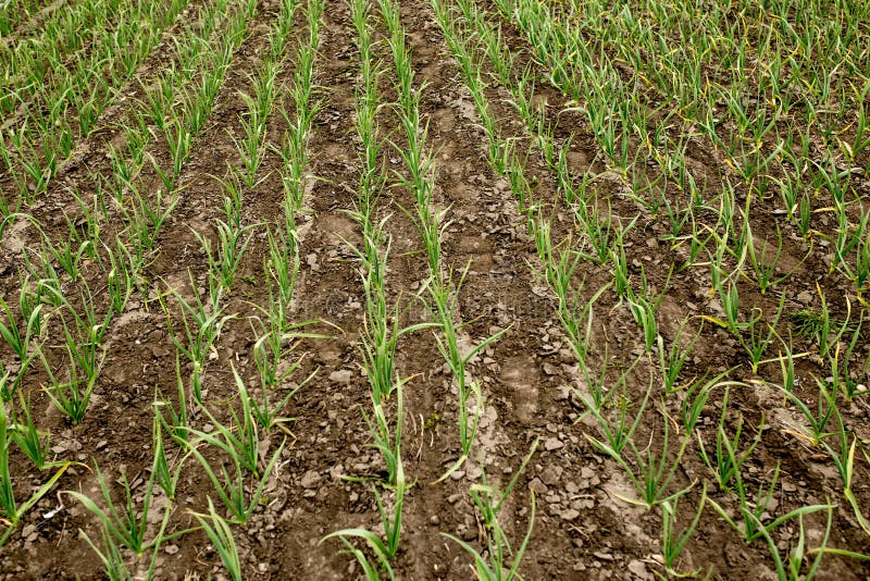 Field of the Garlic Flowers Stock Photo - Image of beautiful, field ...