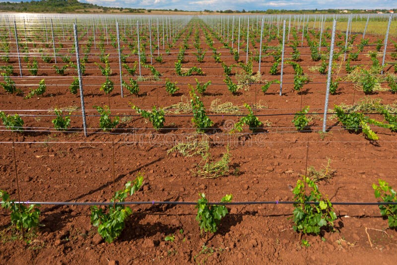 Large field of grapes stock image. Image of vineyard - 80508475