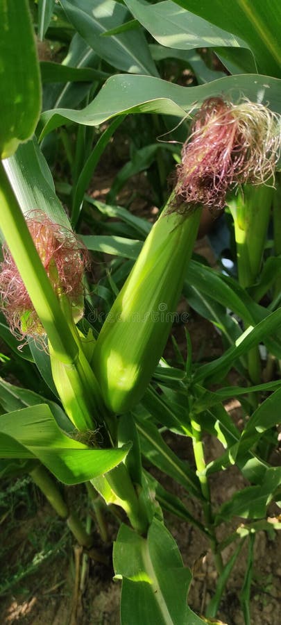 A Large Field of Green Corn Stock Photo - Image of sunrise, summer ...