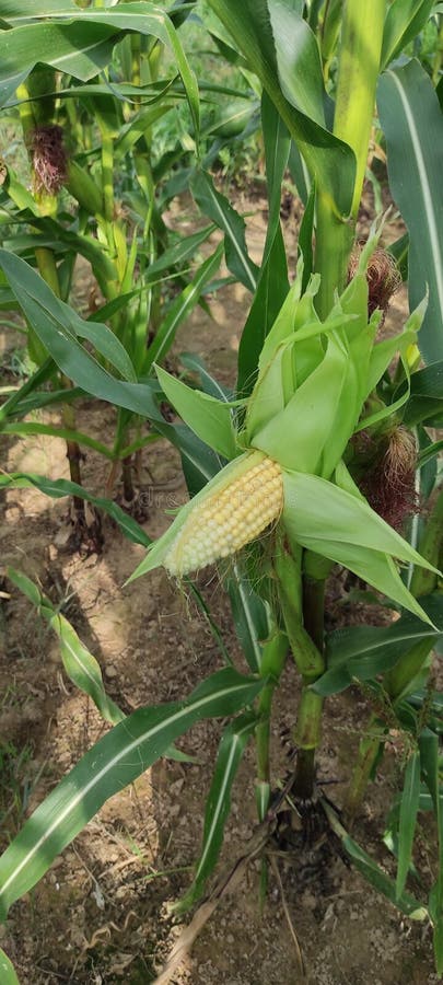 A Large Field of Green Corn Stock Photo - Image of sunrise, corn: 231017824