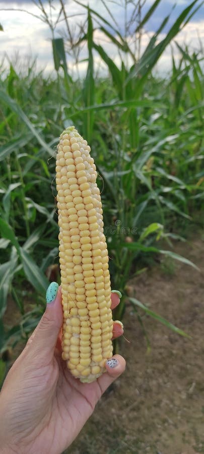 A Large Field of Green Corn Stock Photo - Image of crop, freshness ...
