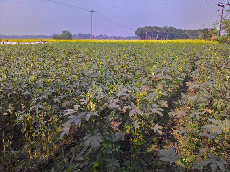 Bhendi Field Image Stock Photos - Free & Royalty-Free Stock Photos from ...