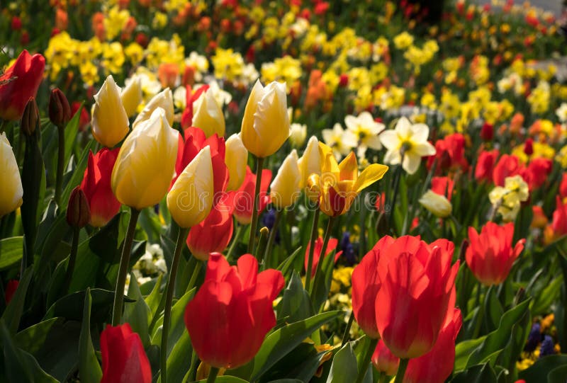 A Large Field with Multi-colored Tulips. Stock Image - Image of beauty ...