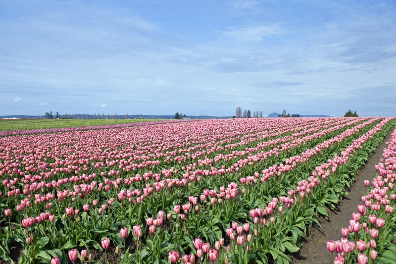 Large field of pink tulips stock photo. Image of farmed - 4875910