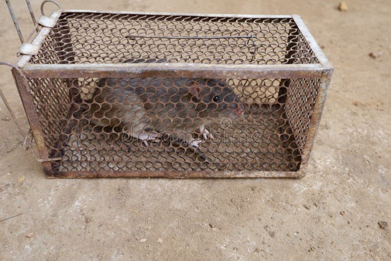 A Large Field Rat in a Cage Stock Photo - Image of control, trap: 208401572