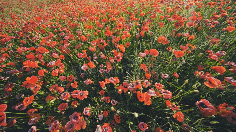 A Large Field of Red Poppy Flowers at Sunset. Stock Image - Image of ...