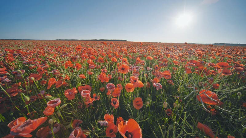 A Large Field of Red Poppy Flowers at Sunset. Smooth Movement. Stock ...