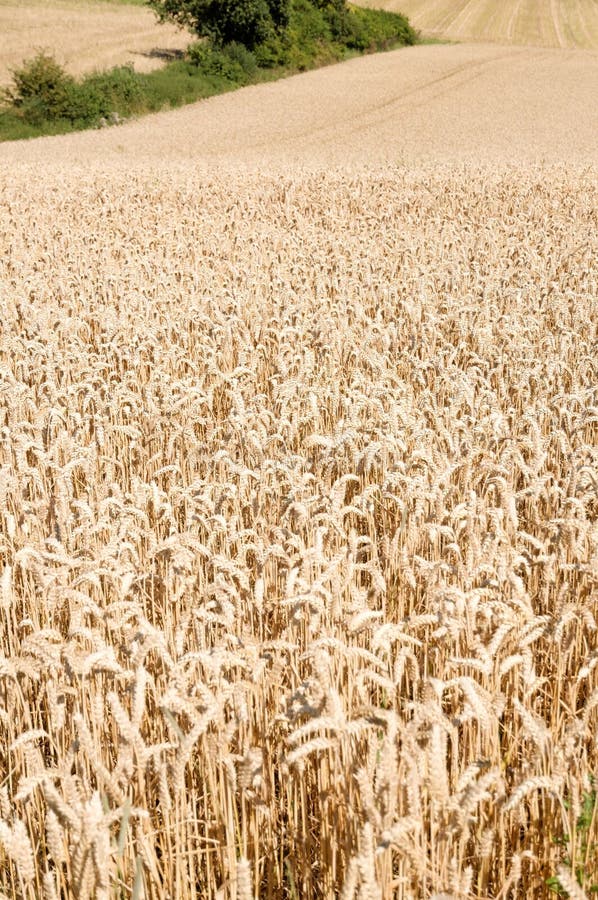 Large Field of Ripe Crops Ready for Harvesting. Stock Photo - Image of ...