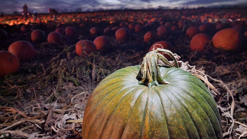 Large Field of Ripe Pumpkins in the Night Stock Photo - Image of ...
