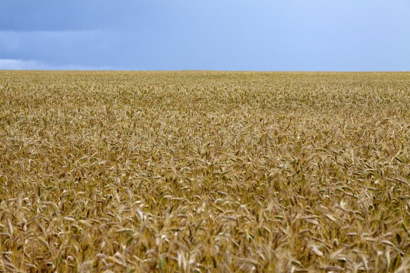 A Large Field of Rye Lasts To the Horizon Stock Image - Image of autumn ...