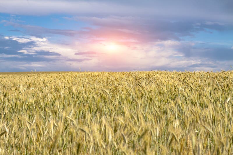 A Large Field of Rye Lasts To the Horizon Stock Photo - Image of large ...