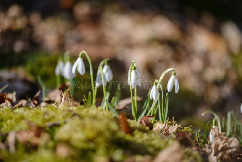 Big Field of Snowdrops in Park I Sunny Day in Spring Stock Image ...