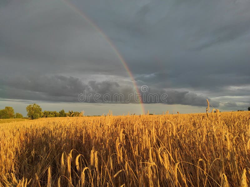 Large Field with Spikelets and a Rainbow at Sunset Stock Image - Image ...