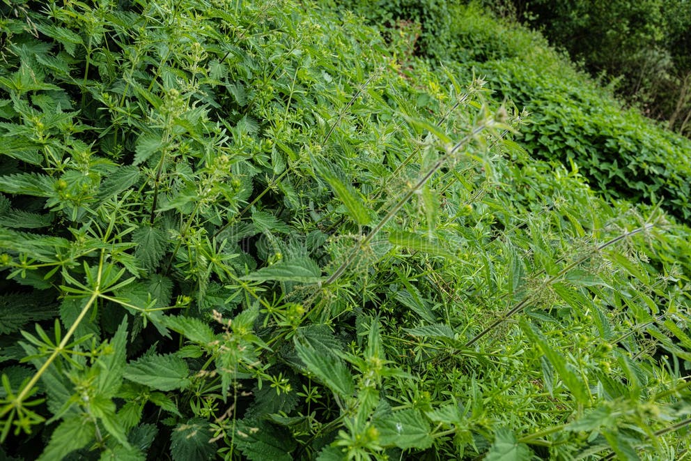 Large Field of Stinging Nettles.. Stock Photo - Image of farm, healthy ...