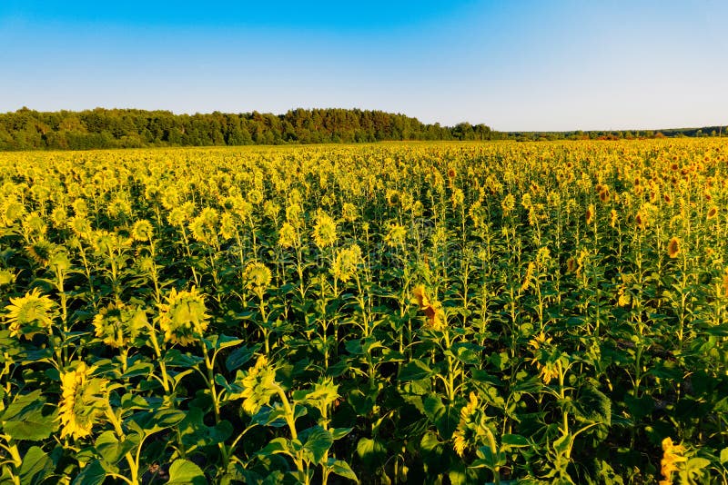 A Large Field of Sunflowers. Sunflowers on the Field. Sunflowers on the ...
