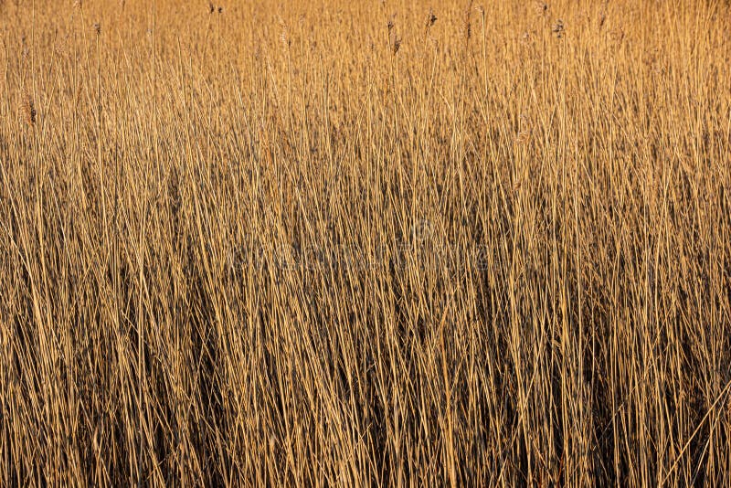 Large Field of Tall Brown Reeds and Grass Stock Image - Image of field ...