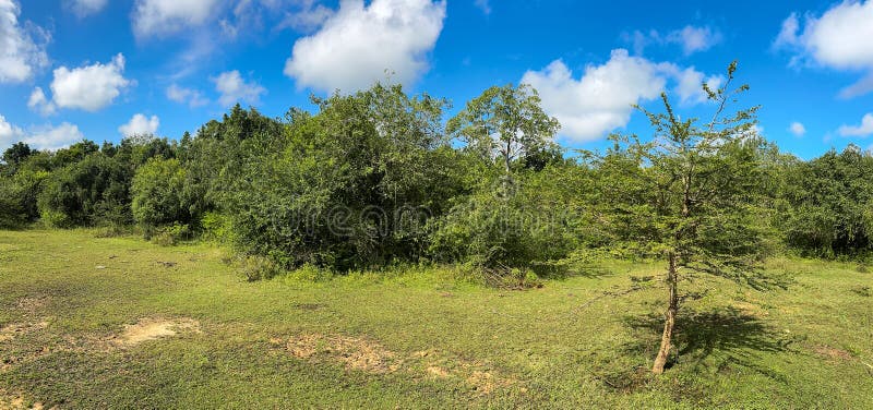 A Large Field with Trees and a Small Tree in the Middle Stock Photo ...