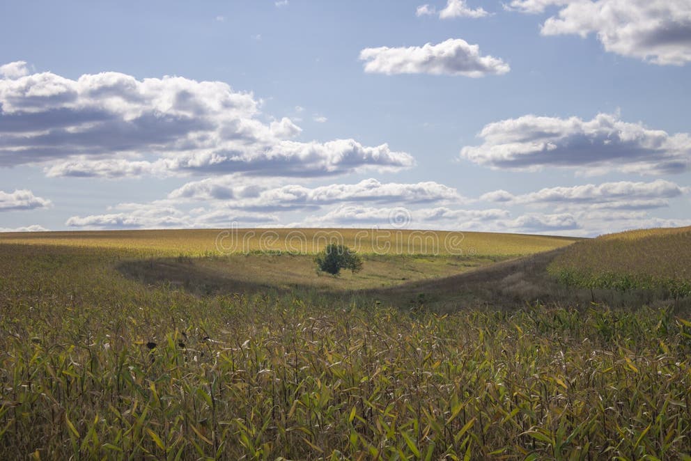 Large field stock image. Image of field, large, scorching - 46437729