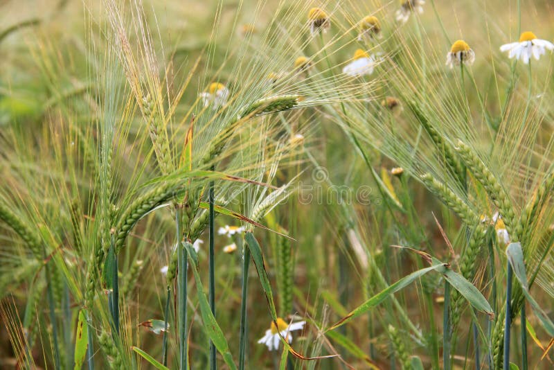 Large field of wheat stock image. Image of agriculture - 82399613