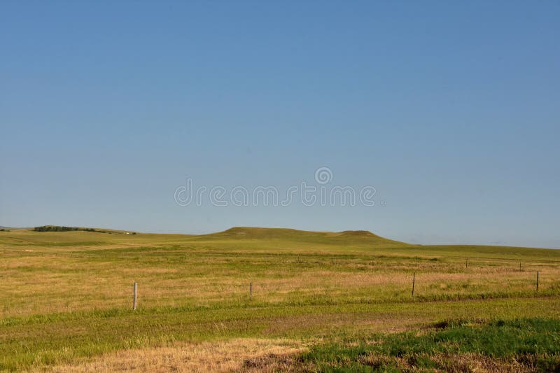 Large Field with Wild Grasses Growing in the Summer Stock Image - Image ...