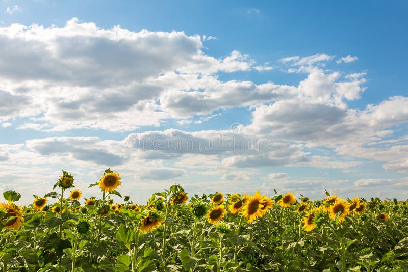 Large Field of Yellow Sunflower in Summer Stock Image - Image of nature ...
