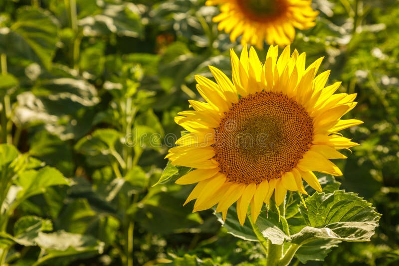 Large Field of Yellow Sunflower in Summer Stock Image - Image of ...