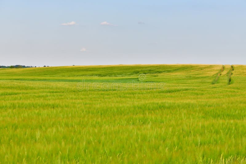 A Large Field with the Young Barley Stock Image - Image of scenics ...
