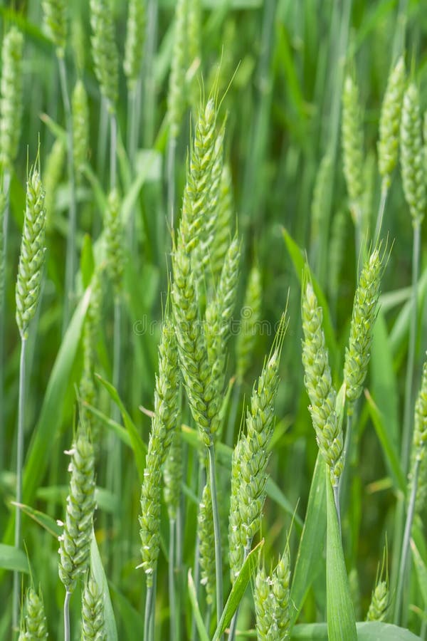 Large Field with Young Green Wheat. Spikelets of Green Wheat Stock ...