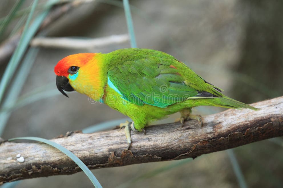 Large fig parrot stock photo. Image of desmarestii, bill - 44571436
