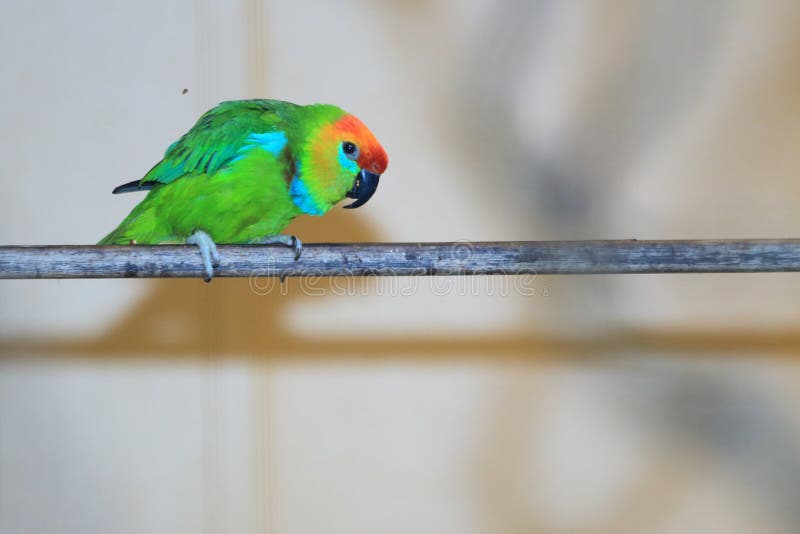 Edwards s Fig Parrot stock photo. Image of figs, nest - 13290762