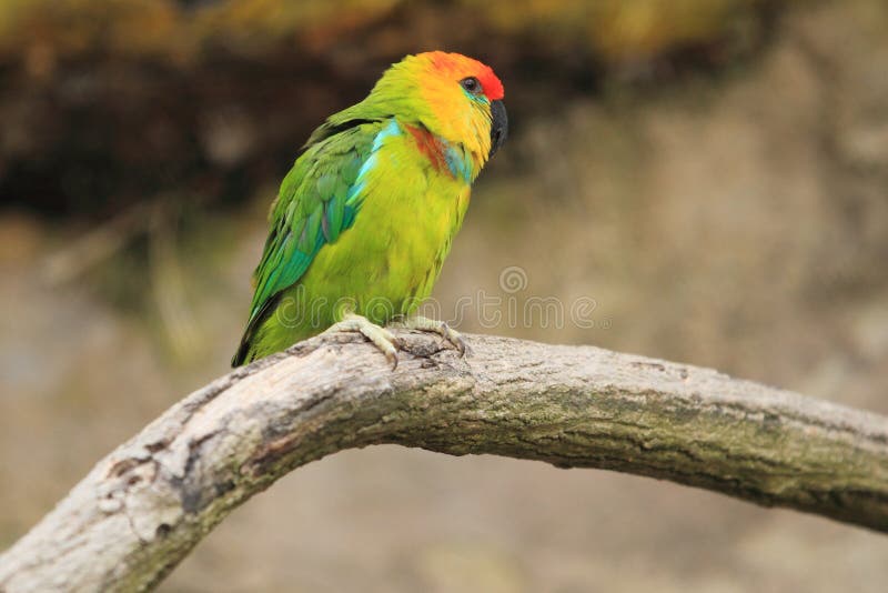 Large fig parrot stock image. Image of desmarest, large - 48501731