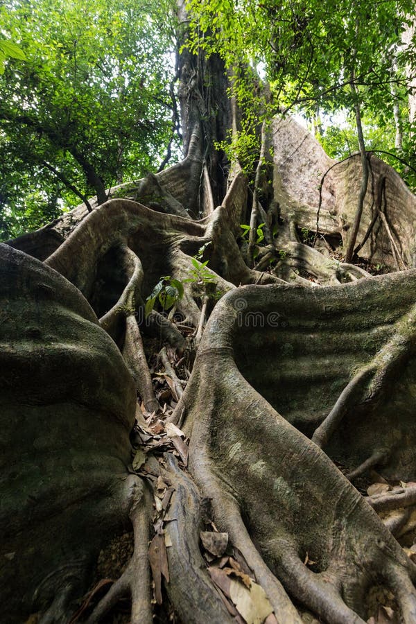 20+ Roots fig tree Free Stock Photos - StockFreeImages