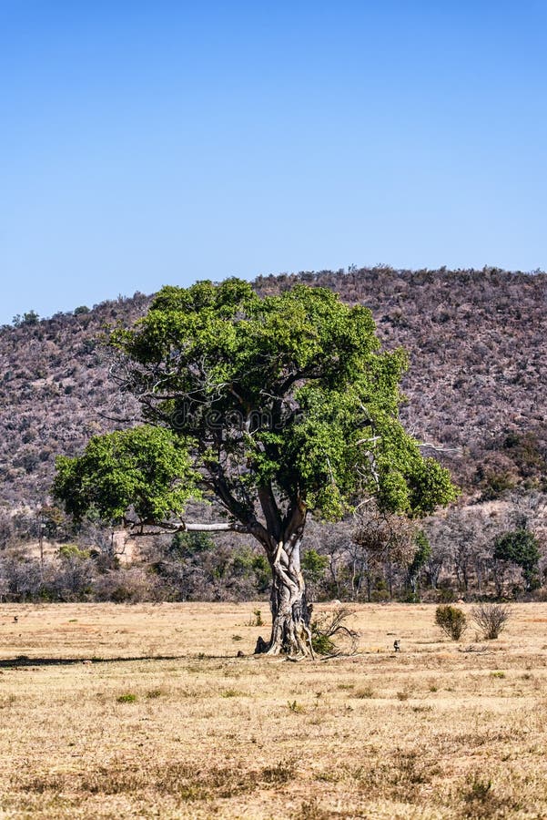 112 African Wild Fig Tree Stock Photos - Free & Royalty-Free Stock ...