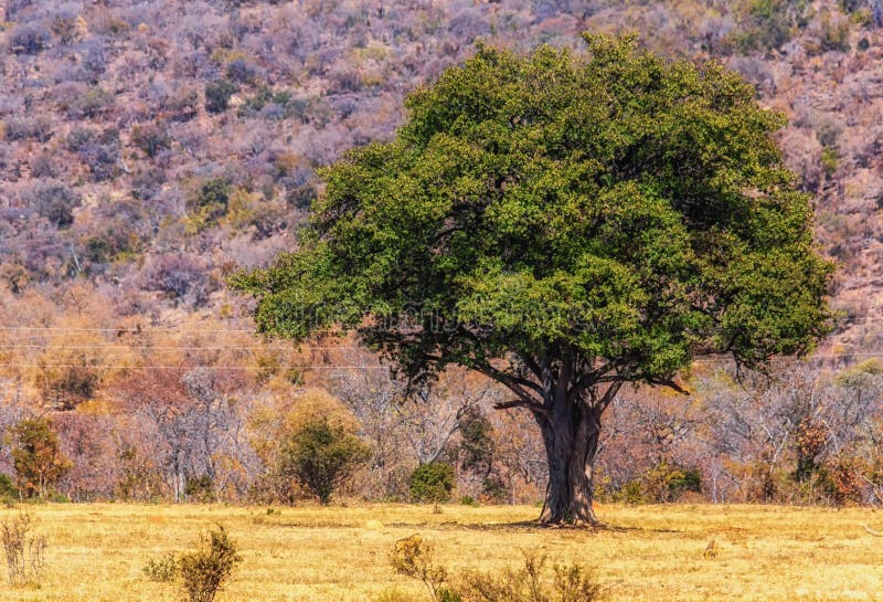 African Grasslands Jackalberry Tree