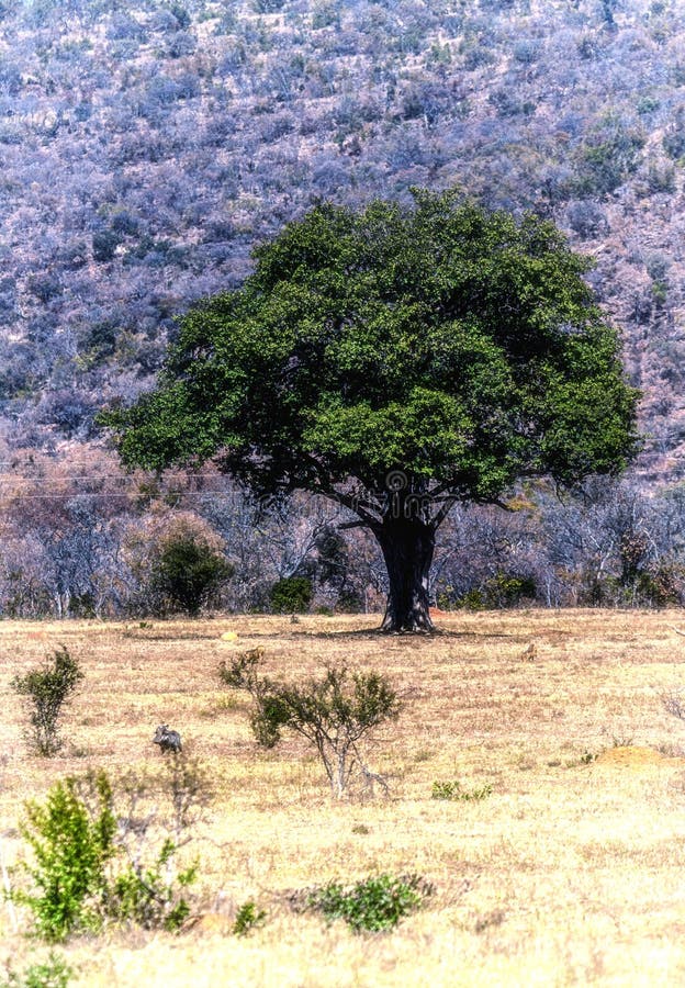 116 African Wild Fig Tree Stock Photos - Free & Royalty-Free Stock ...