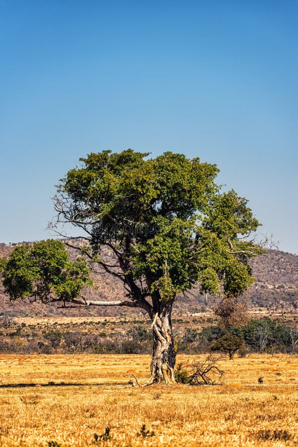 116 African Wild Fig Tree Stock Photos - Free & Royalty-Free Stock ...