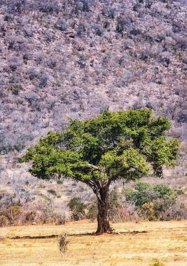 Ficus Spp Stock Photos - Free & Royalty-Free Stock Photos from Dreamstime