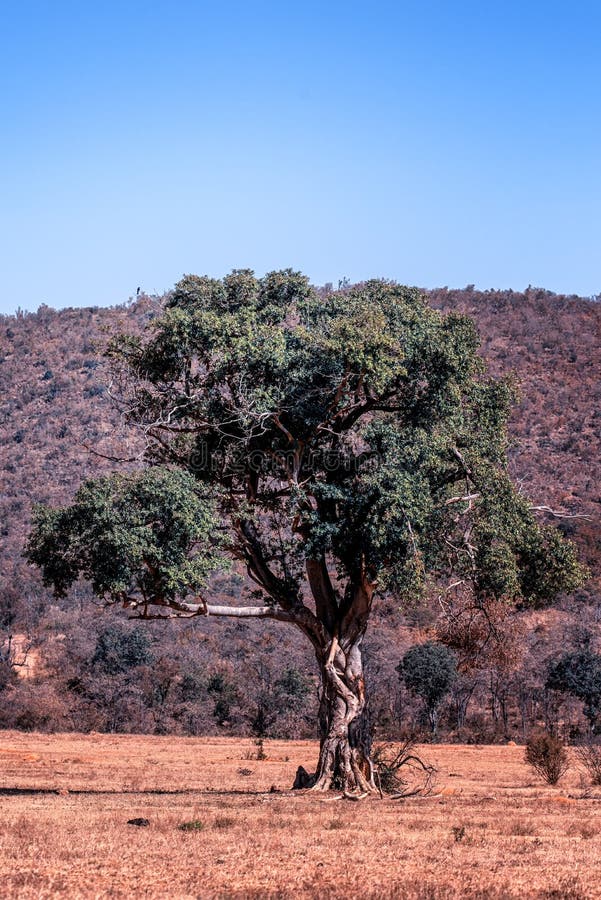116 African Wild Fig Tree Stock Photos - Free & Royalty-Free Stock ...