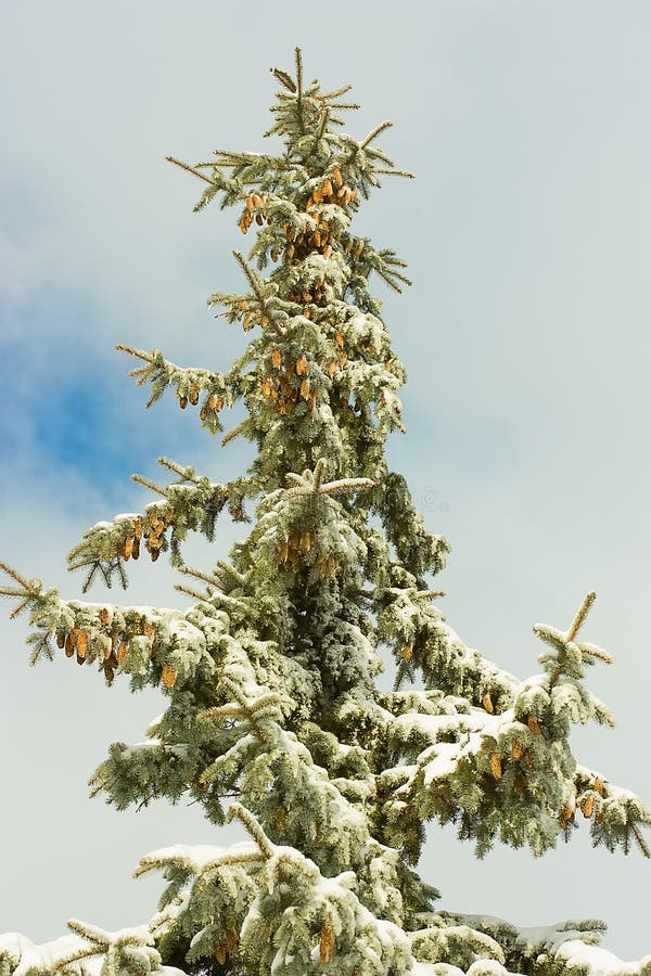 Large fir stock image. Image of cold, detail, forest - 103780517