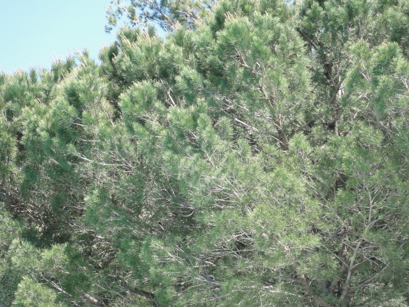 A Large Fir Tree - Front View Stock Image - Image of outdoors, pine ...