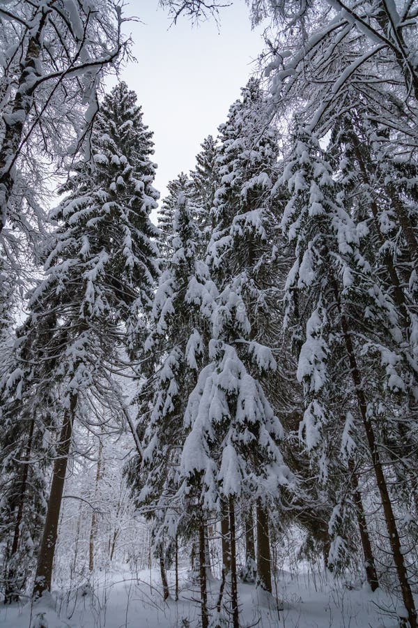 Large Fir Trees in a Snowy Forest. White Fluffy Snow on the Branches of ...