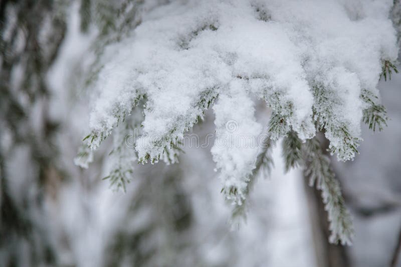 Large Fir Trees in a Snowy Forest. White Fluffy Snow on the Branches of ...