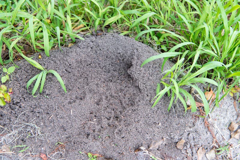 Large ant hill stock photo. Image of tiny, entomology - 262465680