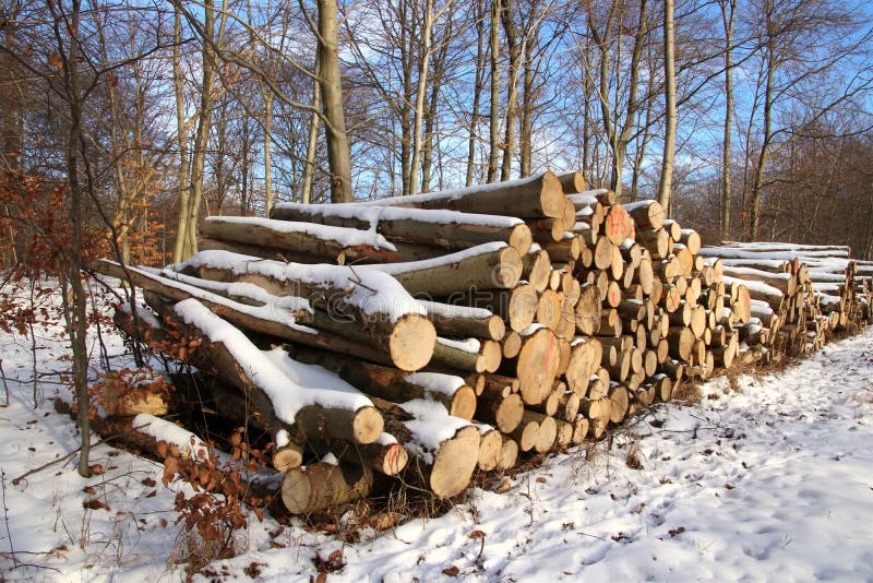 Large Firewood Stack in the Forest with Snow Stock Image - Image of ...