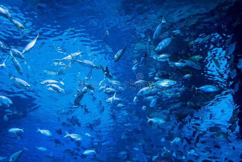 Large Fish and Aquatic Life in an Aquarium Stock Image - Image of life ...