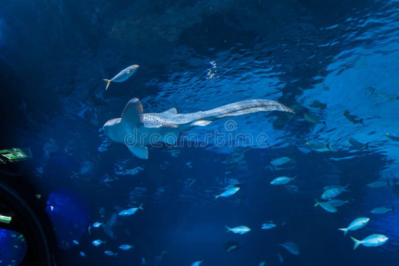 Large Fish and Aquatic Life in an Aquarium Stock Photo - Image of ...