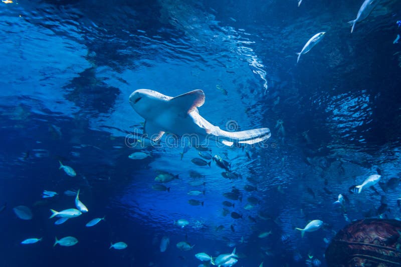 Large Fish and Aquatic Life in an Aquarium Stock Image - Image of grey ...