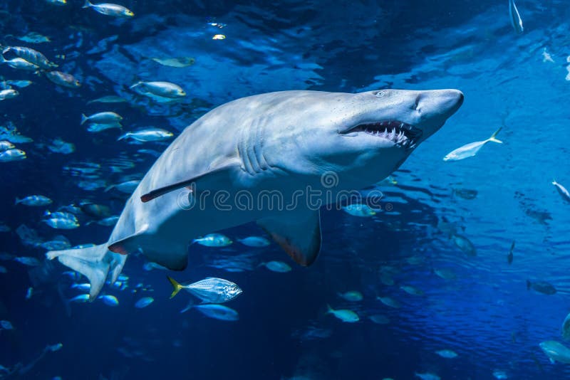 Large Fish and Aquatic Life in an Aquarium Stock Image - Image of large ...