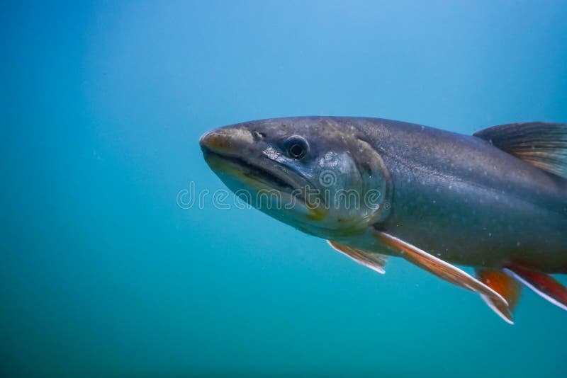 Large Fish in Blue Water from a Lake Stock Photo - Image of predatory ...