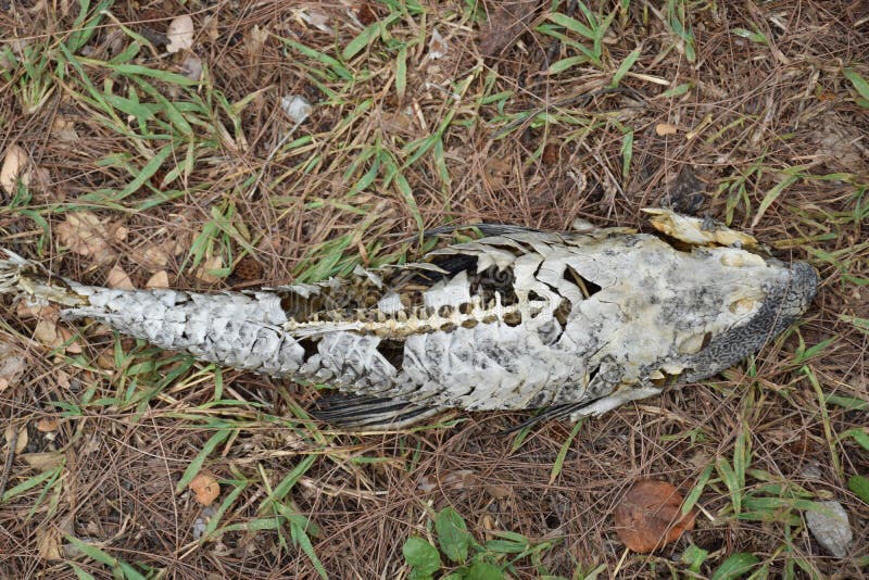 Large Fish Bone in the Grass Along the Waterfront Stock Photo - Image ...